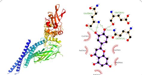 Analysis Of The Interaction Pattern Between Luteolin And Stat3 Protein Download Scientific