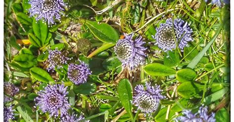 Cuaderno De Campo De Tatiana Globularia Menor