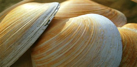 Meet Ming The Clam A Closer Look At The Oldest Animal In The World
