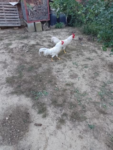 Mladi Pjetlovi50 Knkom