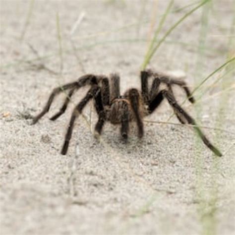 Camel Spider Eats Dog