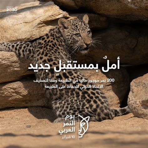 الهيئة الملكية لمحافظة العُلا تحتفل بـ يوم النمر العربي الرجل