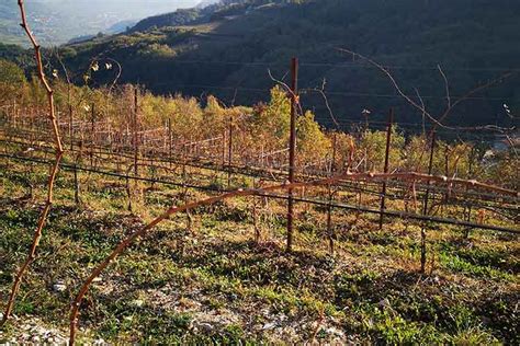 I Vini Di Daniele Piccinin Sostenibilità E Zero Sprechi