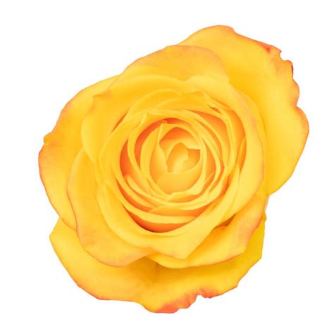 Summer Light Riverdale Farms