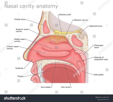 Anatomy Of The Nose And Nasal Cavity 1 228 Images Photos Et Images