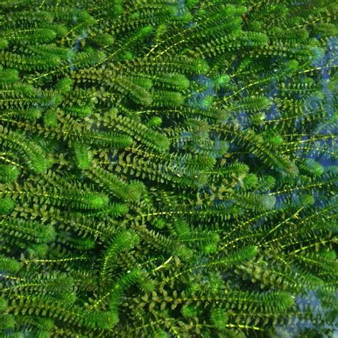 Elodea Oxygen Weed Science Resource Box