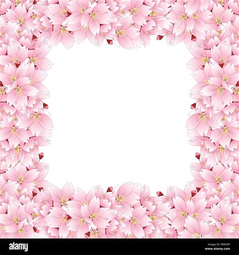 Cherry Blossom Border