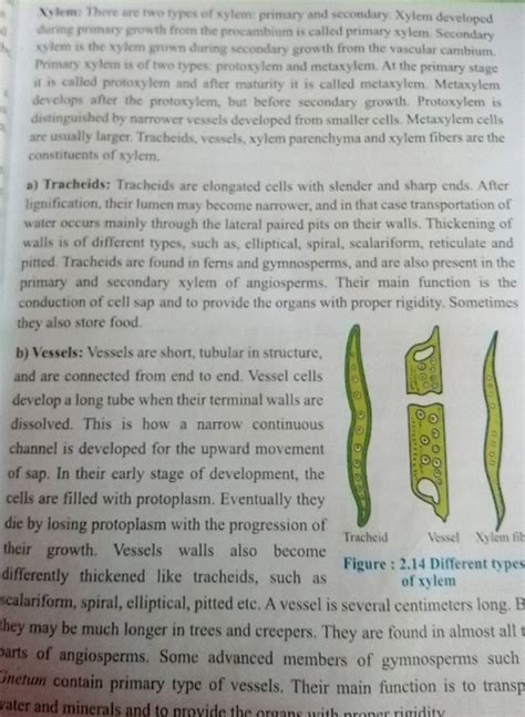 Tylem There Are Two Types Of Xylem Primary And Secondary Xylem Develop