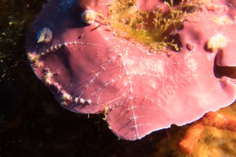 Quel Bryo Sur Ce Lithophyllum