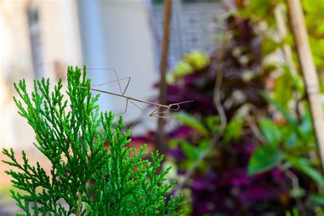 220 Phasmida Fotografías De Stock Fotos E Imágenes Libres De Derechos Istock
