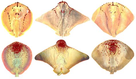 Making Sense Of Stingray Sensory Anatomy Laura K Jordan Phd