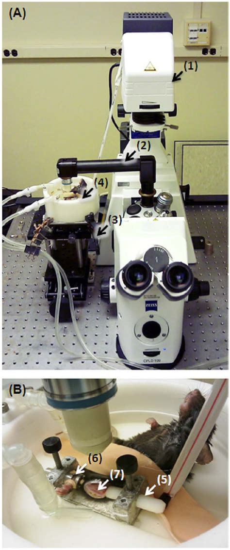 Figure 1 From The Dependency Of Solute Diffusion On Molecular Weight