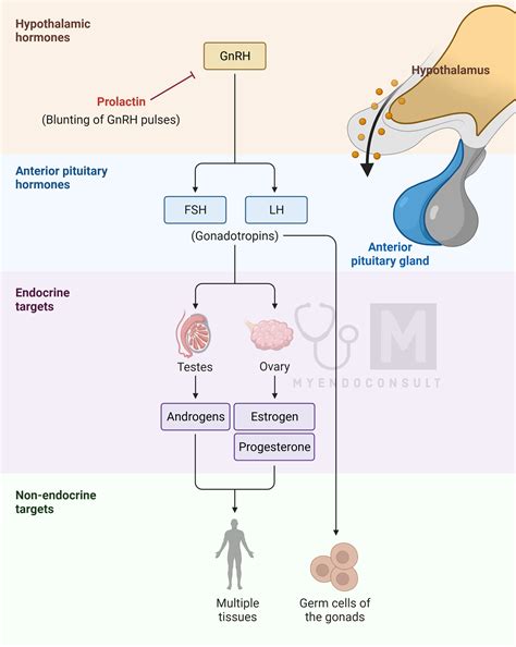 What Is A Prolactinoma My Endo Consult