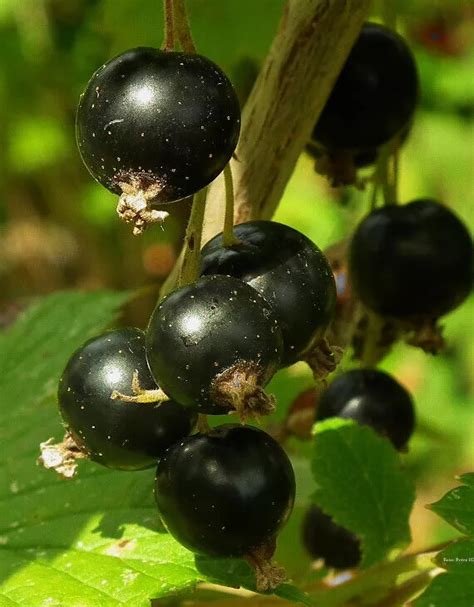Cassis Ribes Nigrum Plantes Et Cie
