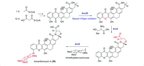 The Proposed Biosynthetic Pathway Of Arixanthomycin A 59