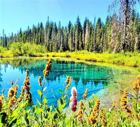 Timberline Summit Pass 2025 All You Need To Know Before You Go