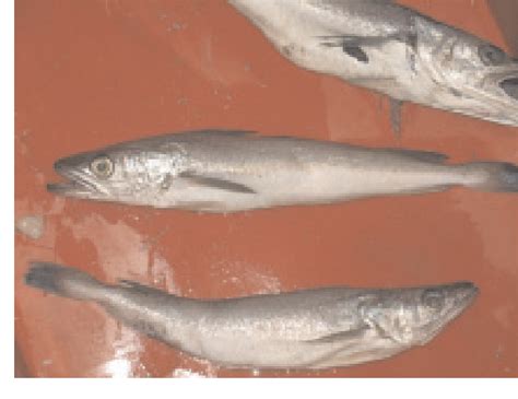 Mackerel Allergenic Extract 50 Mg Ml Injectable Solution Semantic Scholar