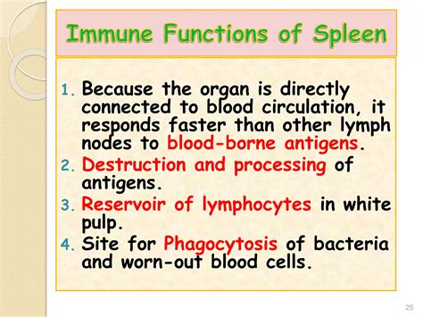 Reticuloendothelial System Pdf