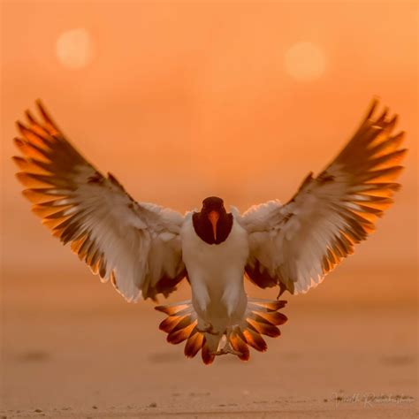 Meet Vineeth Radhakrishnan Voyage Dallas Magazine Dallas City Guide