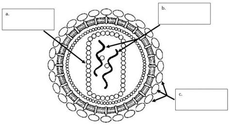 Virus Drawing Labeled