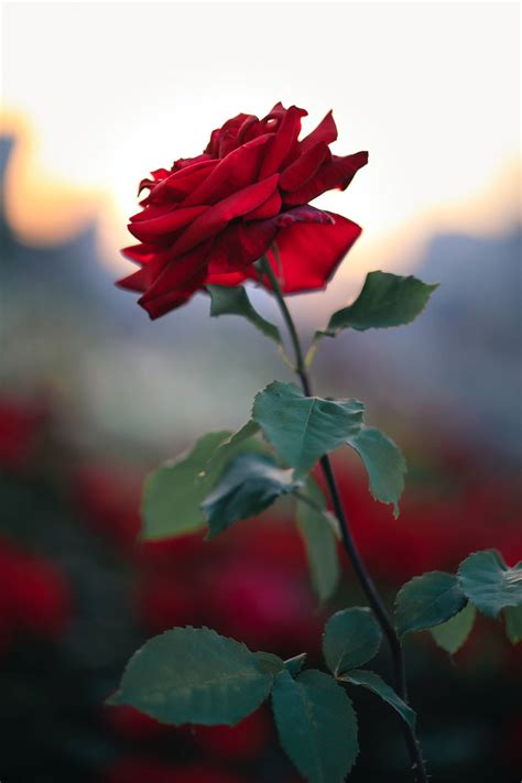 400 Roses Backgrounds