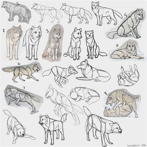 Basic Poses Wolf Sketch Wolf Drawing Sketches