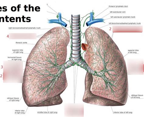 Lymph Nodes Part 2 Of Thoracic Contents Diagram Quizlet