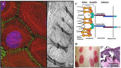 Desmosomes Skin
