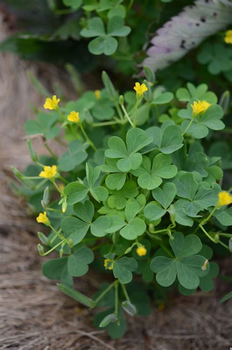 Wood Sorrel Plant Yellow Wood Sorrel Oxalis Stricta Identify That
