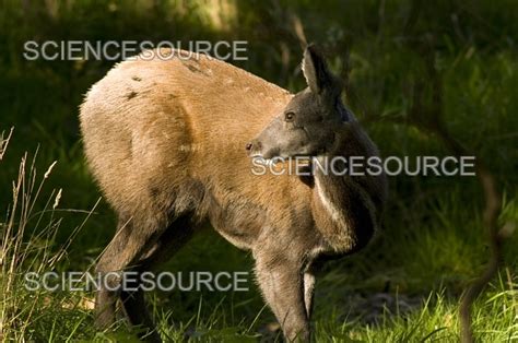 What Is Musk In Musk Deer