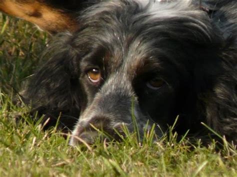 Accueil Cocker Anglais Elevage Du Mont Thomas