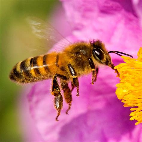 Blog Del Pasillo Azul DÍa Mundial De Las Abejas