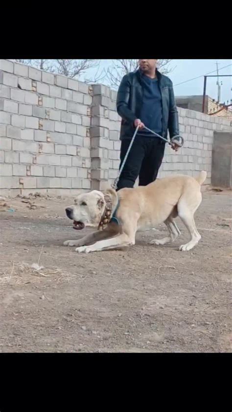 ‎ابوالفضل عابدی Abolfazl Abedi‎ ‎سوزان قهرمان 🔥 واگزارشد ساوه🔥ایشالله قهرمانی کنه😍💪سگ