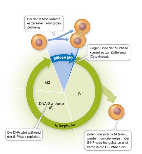 Molekularbiologie Der Zelle Teil 13 Mitose Und Zellzyklus Darwinator