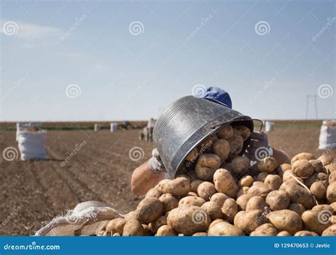 Potato Harvest In Field Stock Image Image Of Organic 129470653