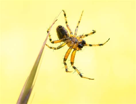 Dancing Spider By Mountain Dan On Deviantart