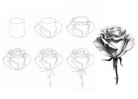 How To Draw A Easy Rose Step By Step With Pencil