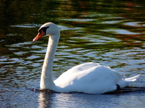 Łabędź Ptak Wodne · Darmowe Zdjęcie Na Pixabay