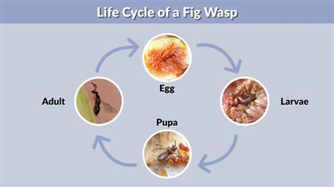 Fig Wasp Life Cycle Stages Lifespan And Pollination Process