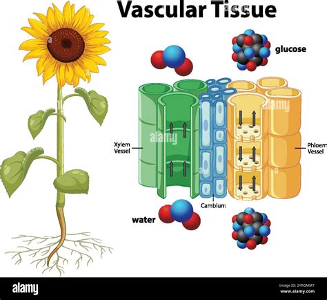 Detailed Diagram Of Plant Vascular Tissue Structure Stock Vector Image