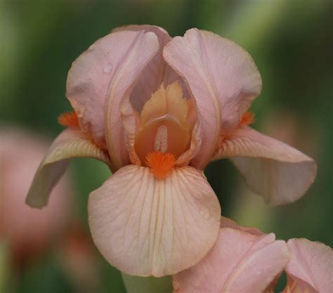 Miniature Tall Bearded Iris Iris Kissing Booth In The Irises Database