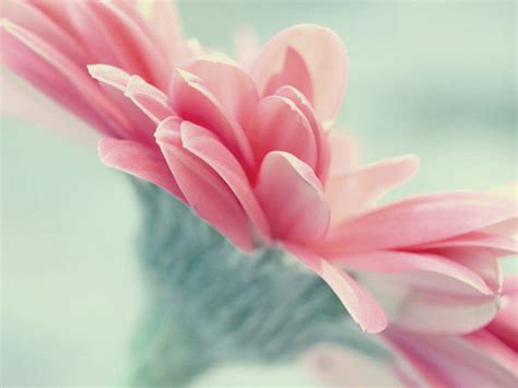Pink And Mint Art Flower Photography Floral Art Print Gerbera Daisy