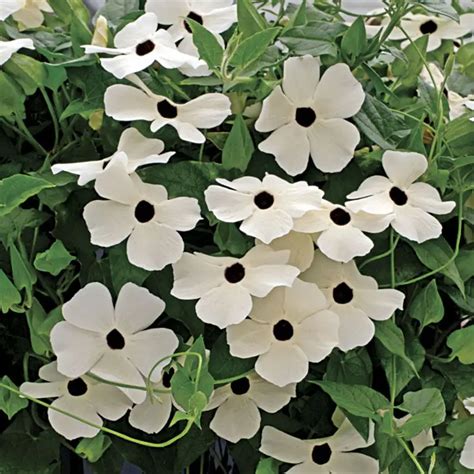 15 Thunbergia Alata White Black Eyed Susan Vine Seeds Rareplantnursery