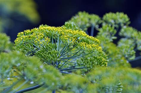 200000 Free Dill Plant And Dill Photos Pixabay