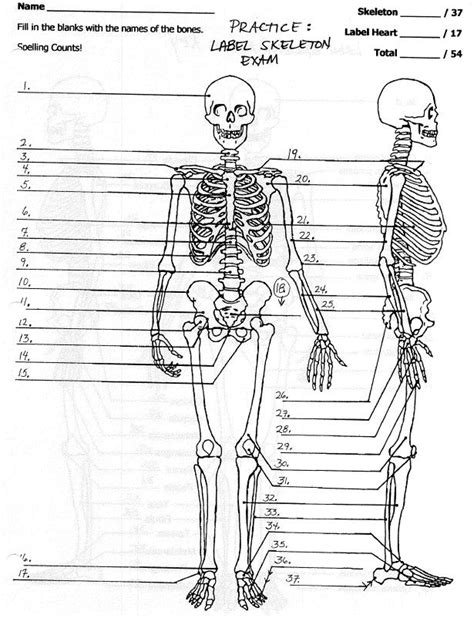 Emt Skeleton Diagram Quizlet