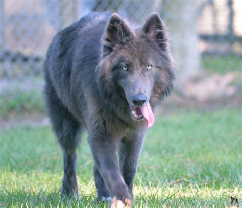 How To Get A Blue German Shepherd