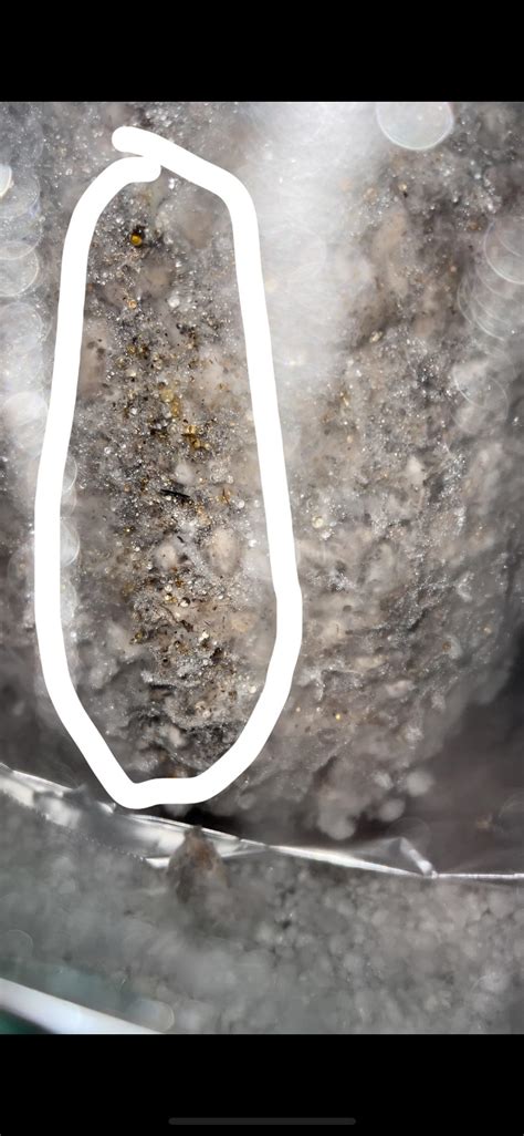 [general] Are These Brownish Liquid Dots Of Concern R Mushroomgrowers