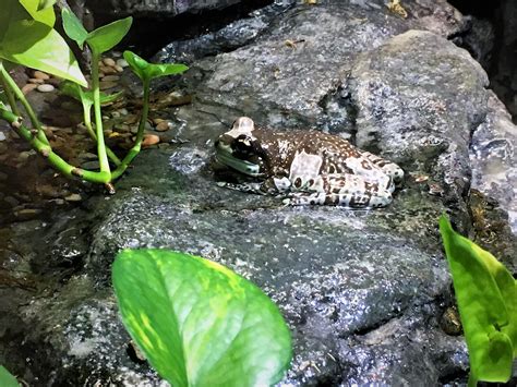 Amazon Milk Frog Trachycephalus Resinifictrix