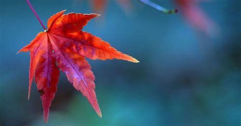 Red Maple Growing And Care Guide The Garden Magazine