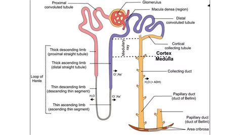 3 Physiology Of Renal Tubules1ppt